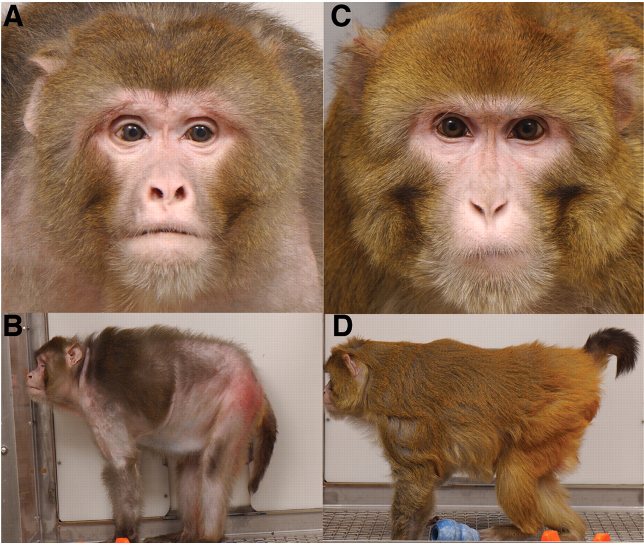 Calorie Restriction In Rhesus Monkeys CR Vitality