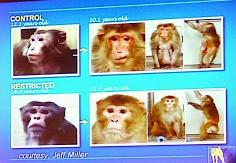 Calorie Restriction in Rhesus Monkeys | CR Vitality