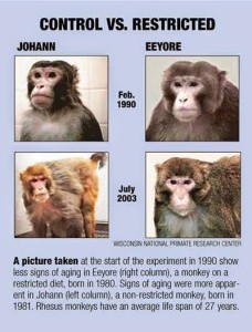 Calorie Restriction in Rhesus Monkeys | CR Vitality