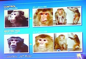 Benefits of Calorie Restriction - CR Vitality