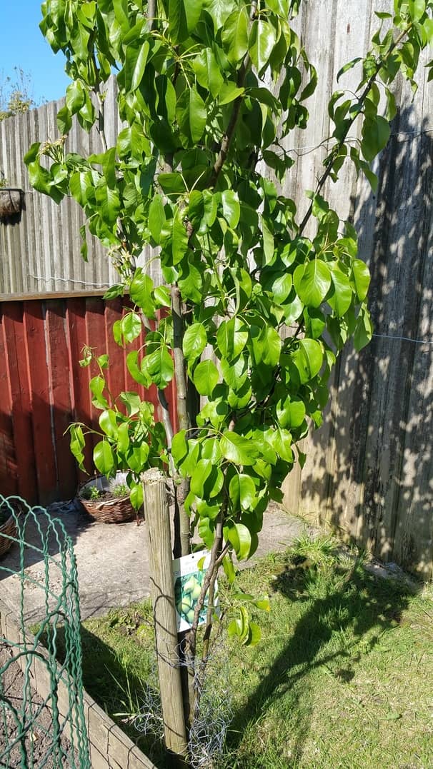 Gardening in Boxes: Growing Fruits and Vegetables | CR Vitality